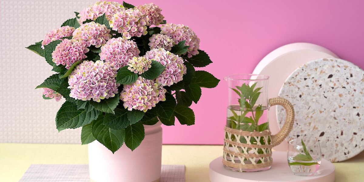 Die sich verändernde Natur zeigt ihre bezaubernde Seite - Magical hydrangea