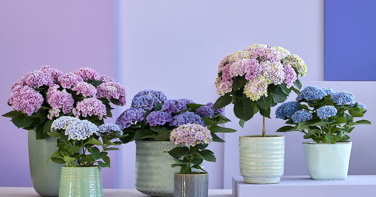 Hydrangea varieties | Magical Hydrangea
