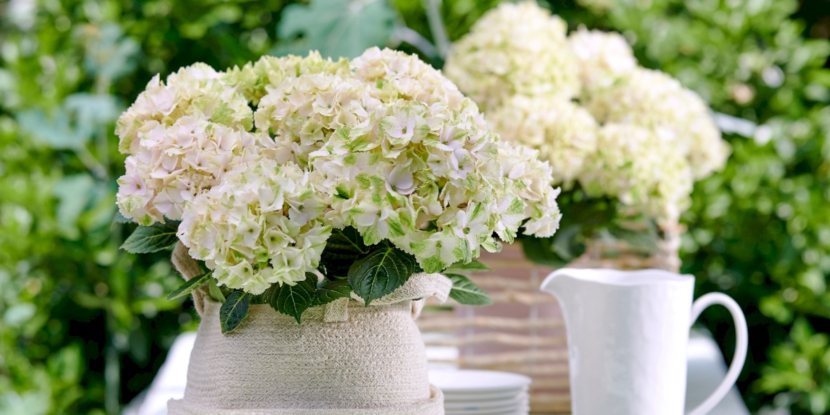 Magical Noblesse garden hydrangea - Magical hydrangea