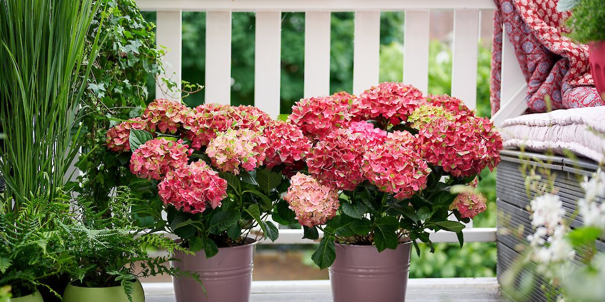 Magical Greenfire garden hydrangea - Magical hydrangea