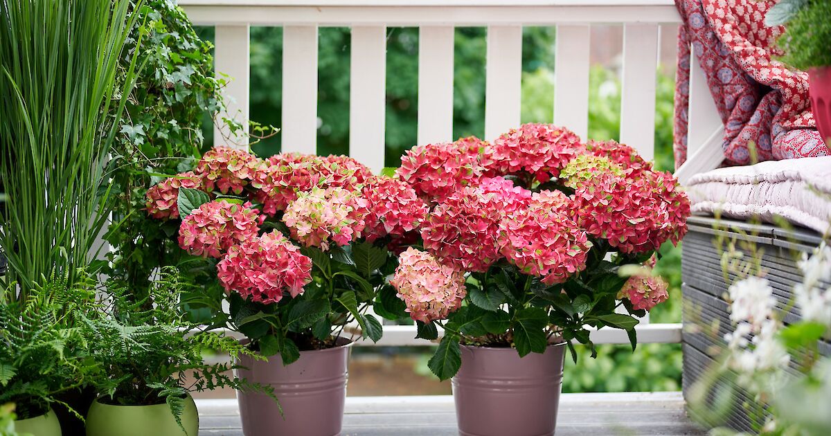 Magical Greenfire garden hydrangea looks like it’s on fire. With a ...