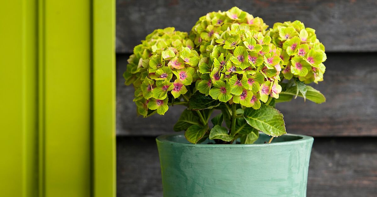 Magical Green Delight garden hydrangea | Magical Hydrangea