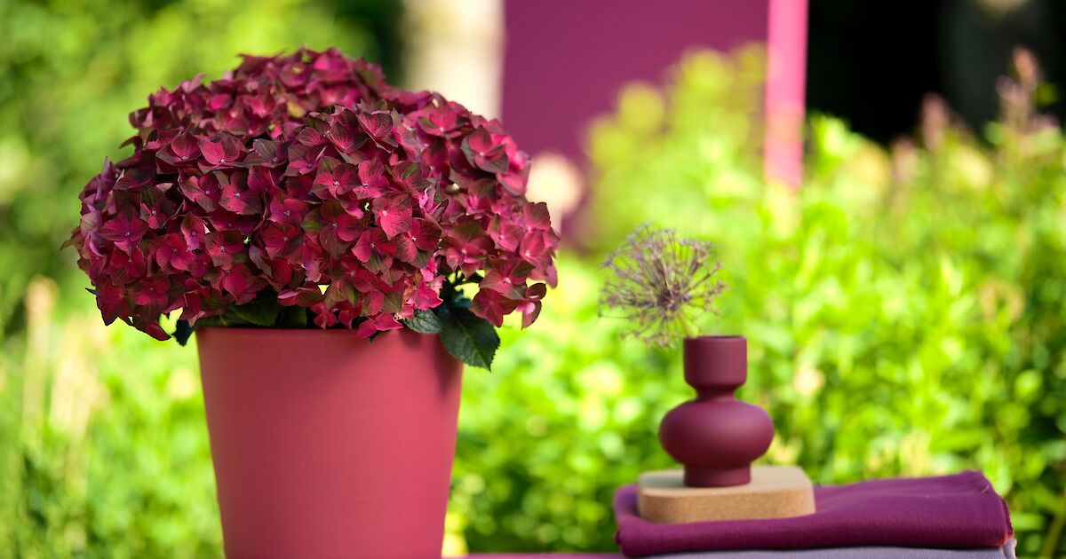 Buy hydrangeas | Magical Hydrangea