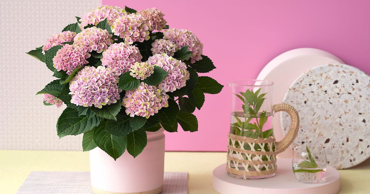 Blog | Magical Hydrangea