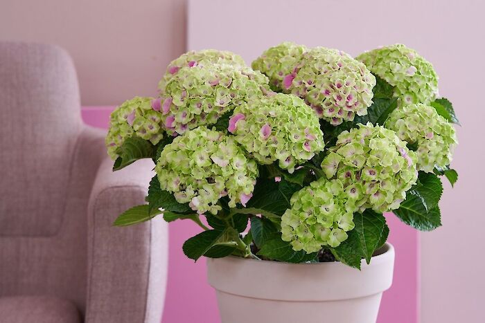 Magical Hydrangea | Bring nature’s vitality into your home and garden