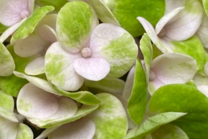 Magical Revolution indoor hydrangea - Magical hydrangea