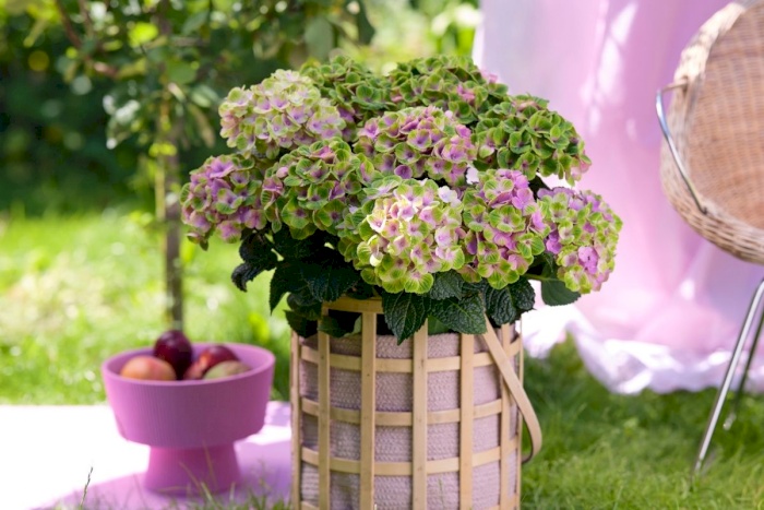 Magical Hydrangeas will colour your autumn deep red - Magical hydrangea
