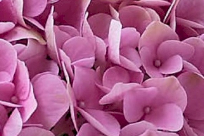 Magical Evolution indoor hydrangea | Magical Hydrangea