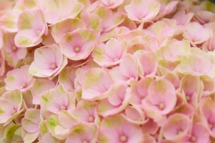 Magical Revolution garden hydrangea - Magical hydrangea