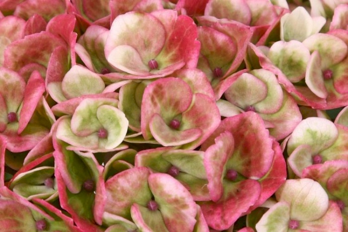 Magical Revolution garden hydrangea - Magical hydrangea