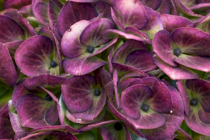 Magical Revolution garden hydrangea - Magical hydrangea