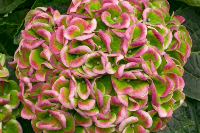 Magical Evolution garden hydrangea - Magical hydrangea