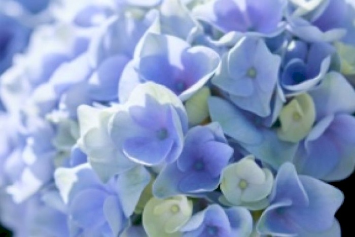 Magical Evolution garden hydrangea - Magical hydrangea