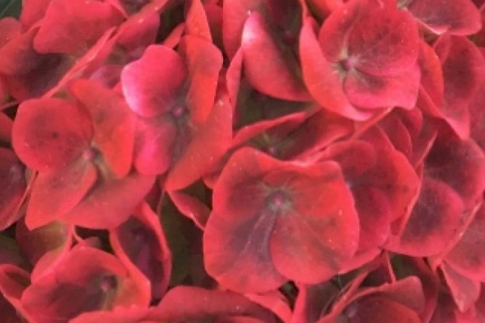 Magical Evolution garden hydrangea - Magical hydrangea