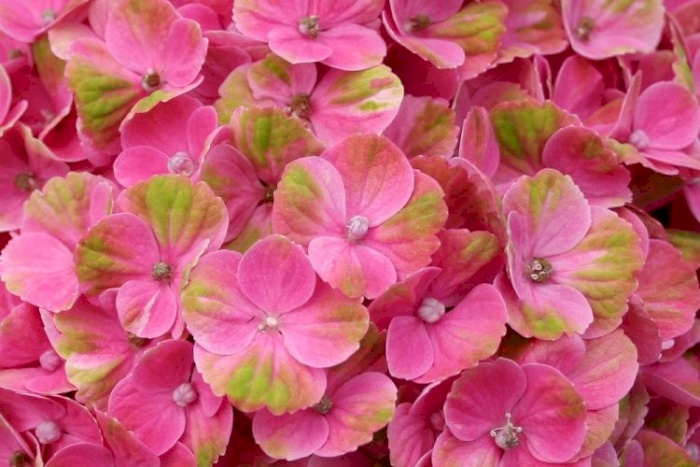 Magical Coral garden hydrangea - Magical hydrangea