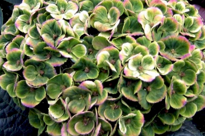 Magical Coral garden hydrangea | Magical Hydrangea