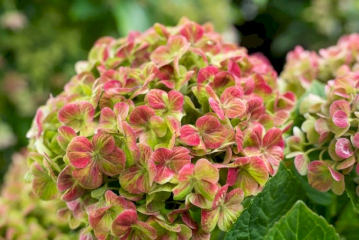 Magical Coral garden hydrangea | Magical Hydrangea