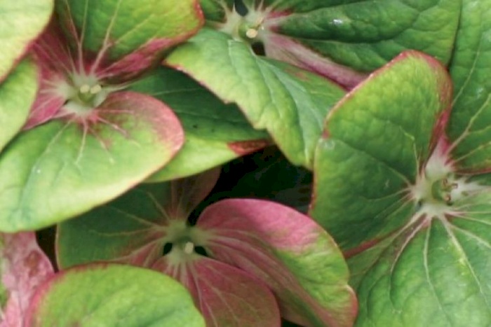 Magical Greenfire garden hydrangea looks like it’s on fire. With a ...