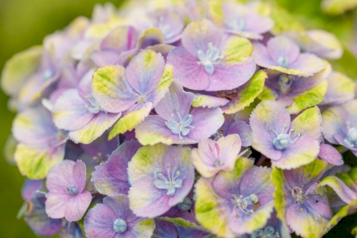 Magical Jewel garden hydrangea | Magical Hydrangea