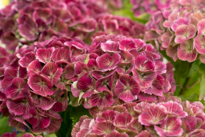 Magical Jewel garden hydrangea - Magical hydrangea