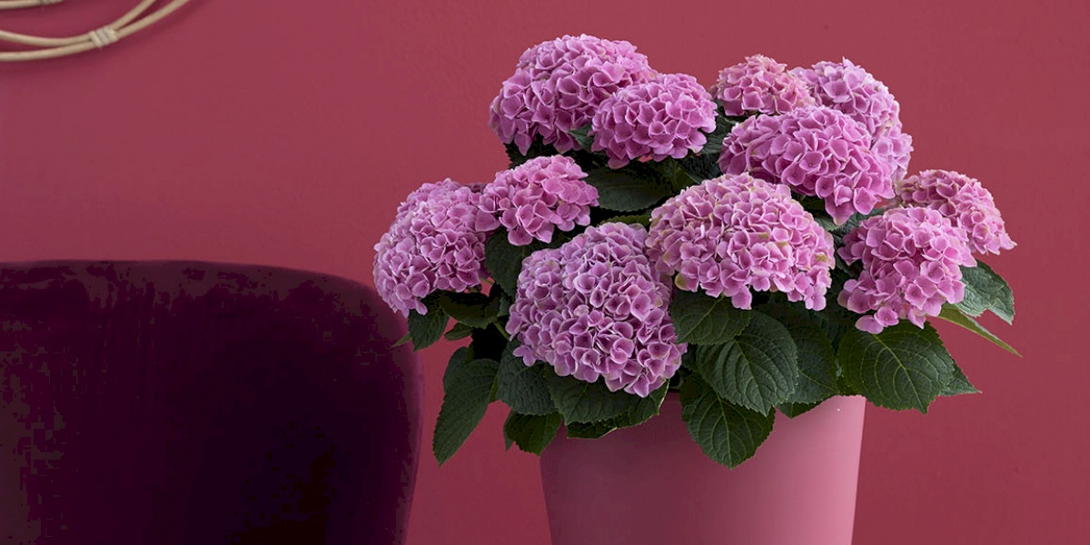 150 days of flowering and colour in the house - Magical hydrangea
