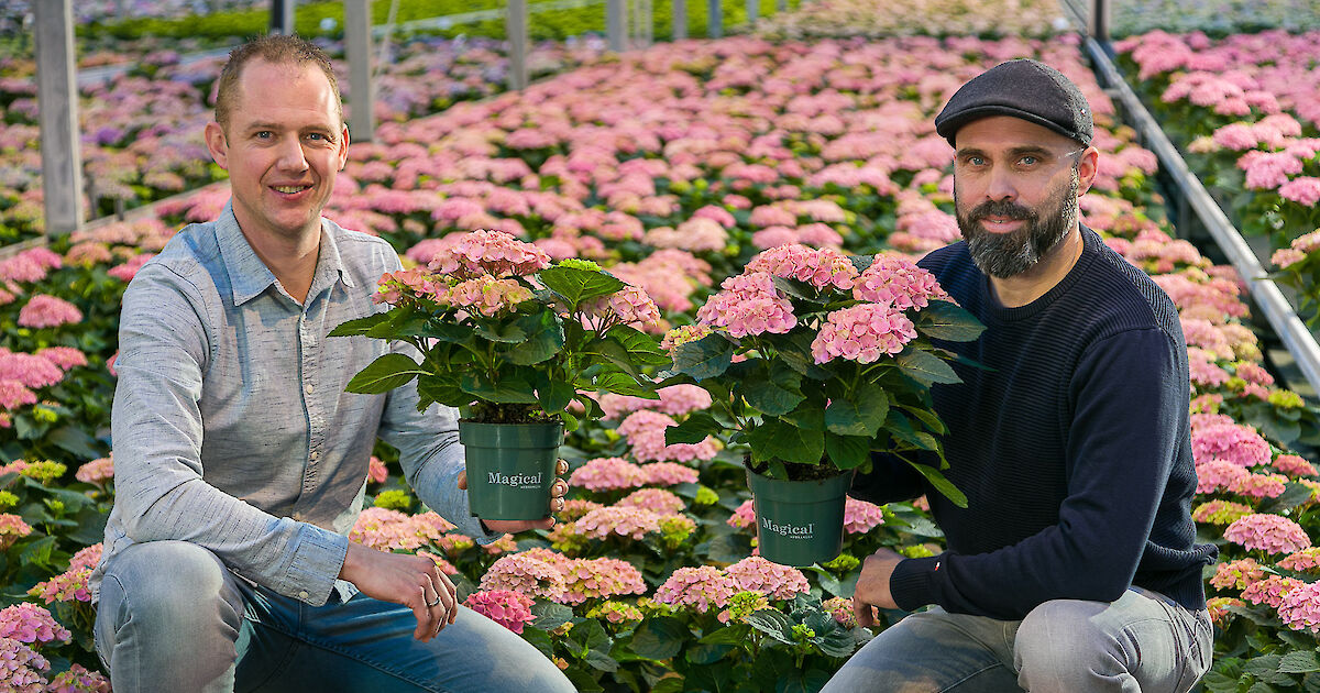 Erik grows Magical Hydrangeas for endless enjoyment | Magical Hydrangea