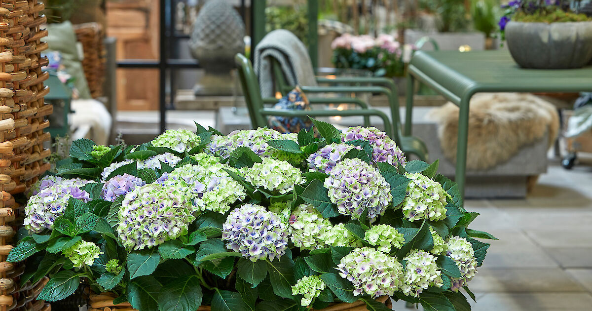 Magical Hydrangea Jewel (Deens) | Magical Hydrangea