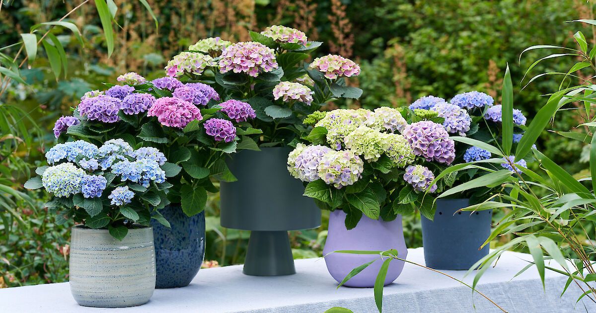 Magical Hydrangeas | Magical Hydrangea | Magical Hydrangea