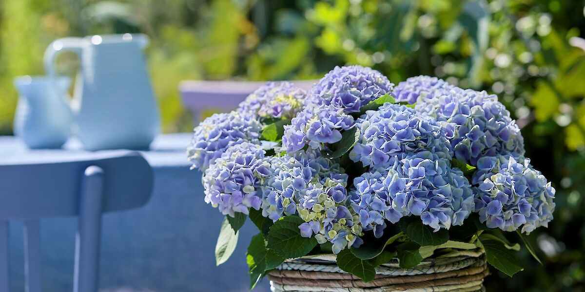 Magical tuinhortensia wint prijs voor houdbaarheid - Magical hydrangea