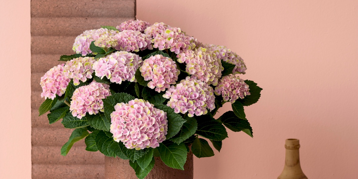 Your Magical indoor hydrangea loves water - Magical hydrangea
