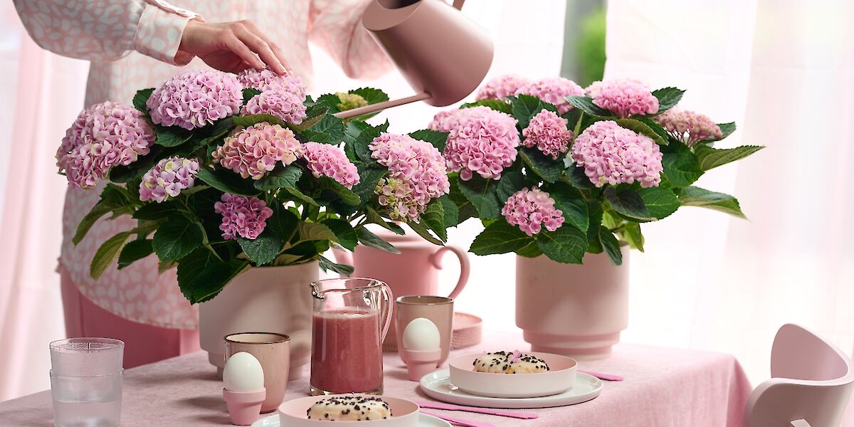Tips for a Magical Easter - Magical hydrangea