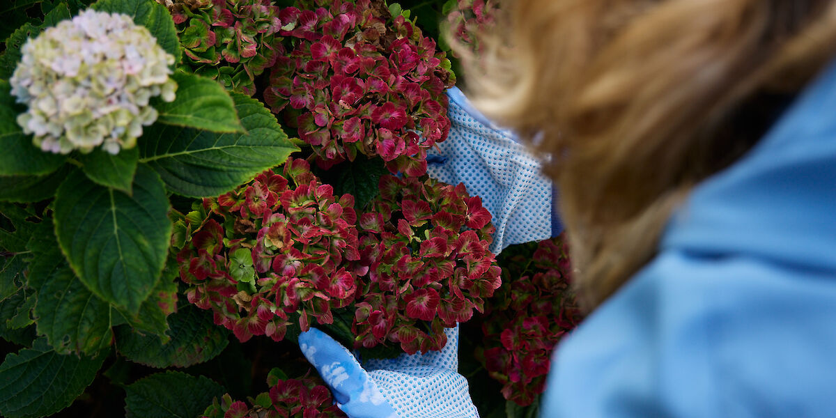 A radiant garden with the autumn colours of Magical Hydrangea - Magical ...
