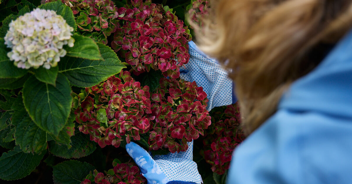 A radiant garden with the autumn colours of Magical Hydrangea | Magical ...