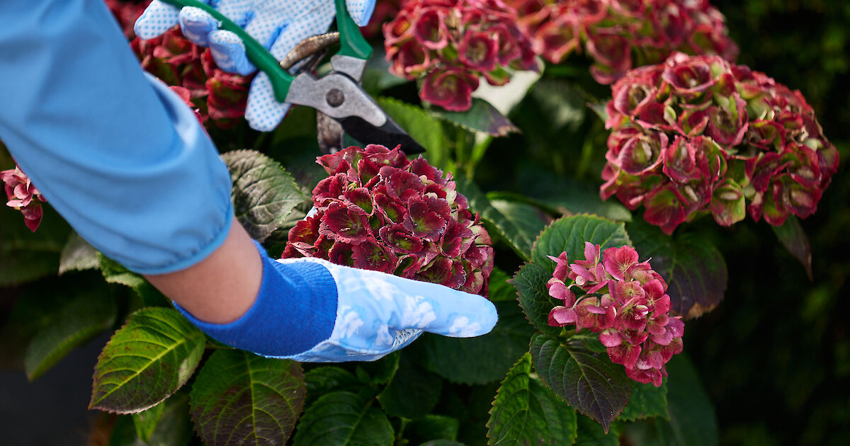 Pruning your Magical Hydrangea: here's how to do it | Magical Hydrangea