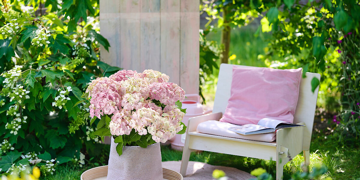 Machen Sie Ihre Magical Hydrangea bereit für den Sommer - Magical hydrangea