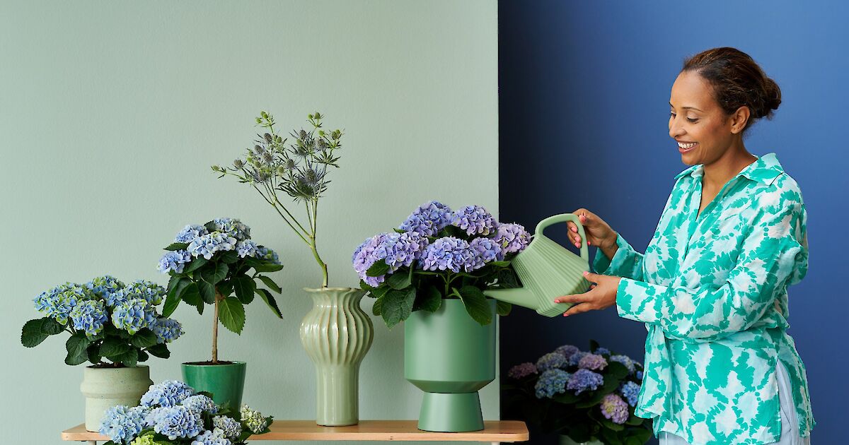 Indoor hydrangea: magical colours and healthier air in your home ...